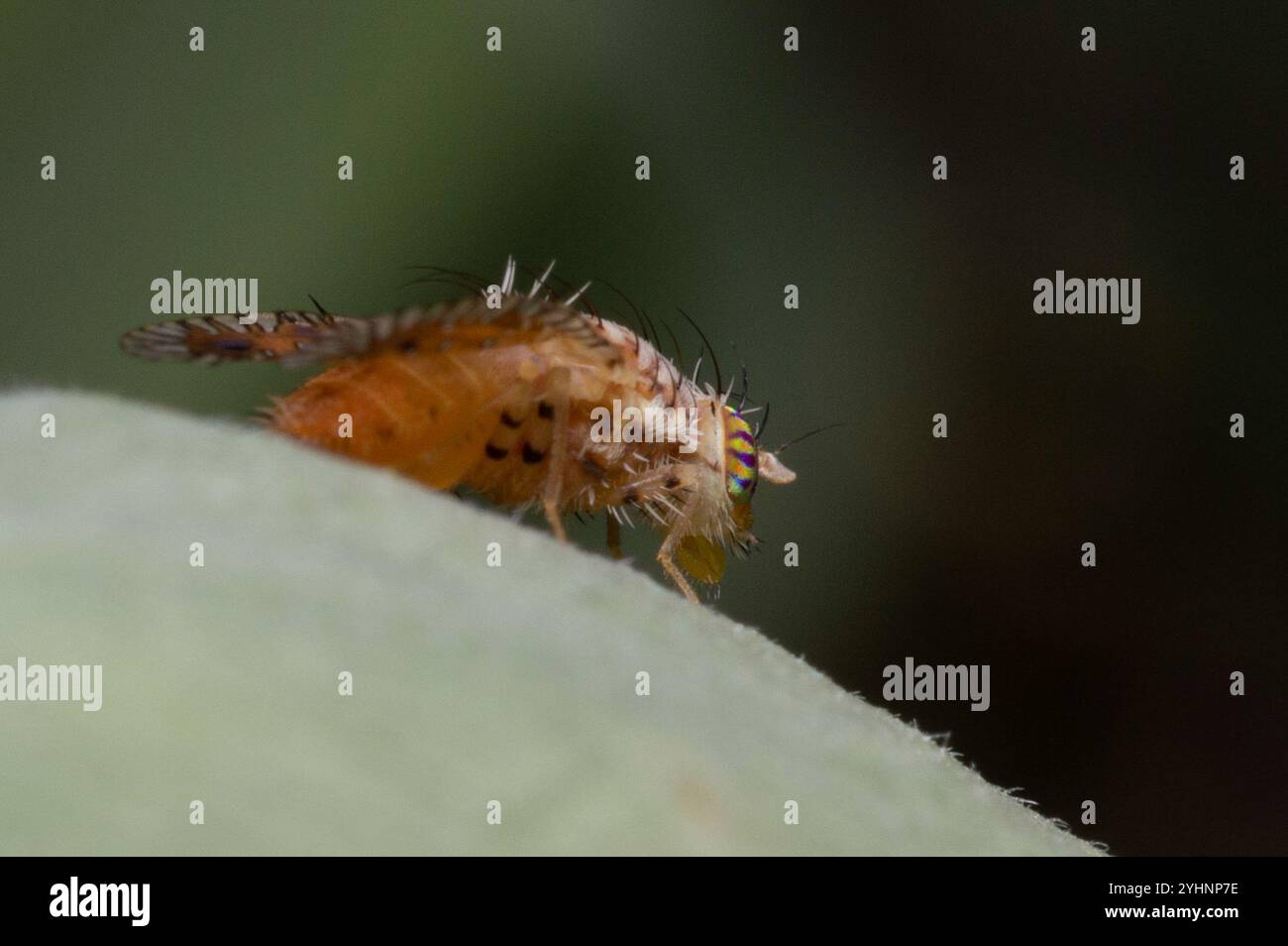 Paracantha hi-res stock photography and images - Alamy