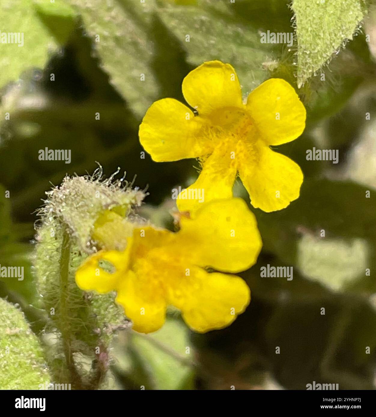wing-leaf monkeyflower (Erythranthe ptilota Stock Photo - Alamy