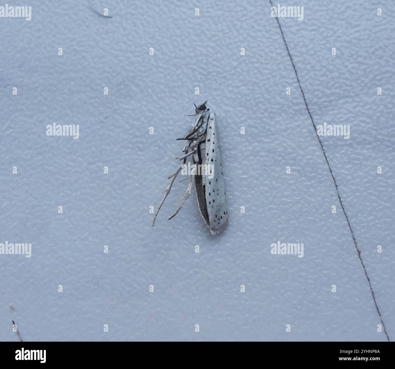 Spindle Ermine Moth (Yponomeuta cagnagella Stock Photo - Alamy