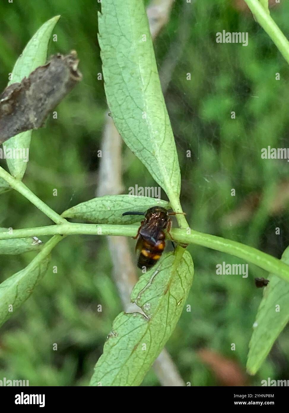 Noble Scoliid Wasp (Scolia nobilitata Stock Photo - Alamy