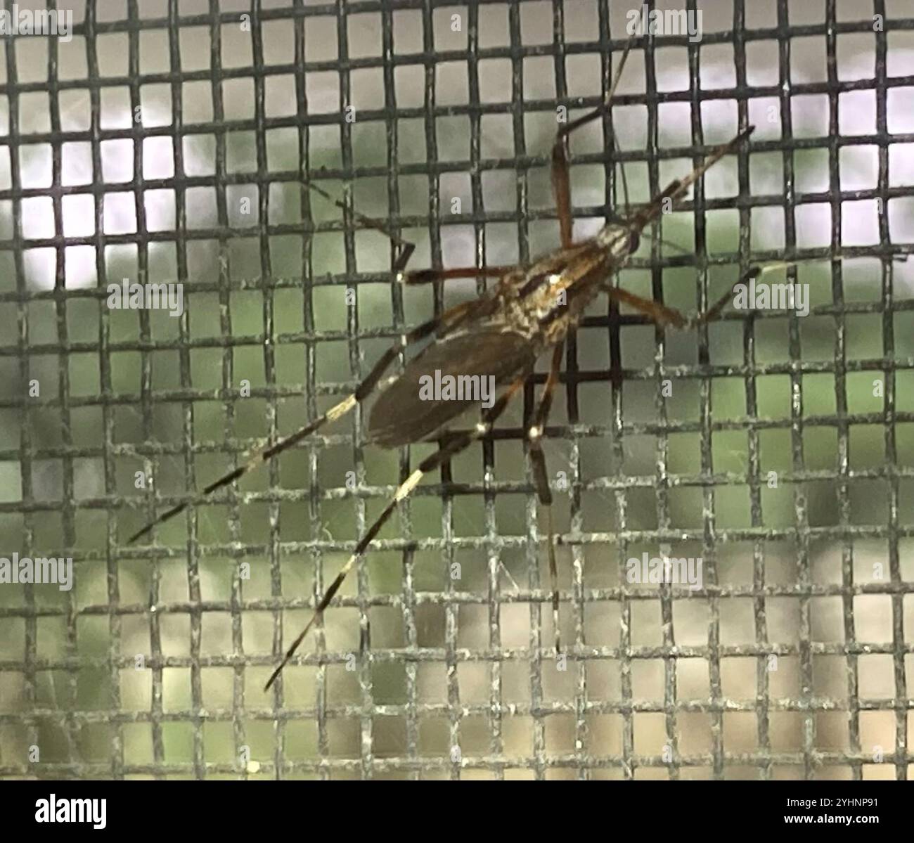 Gallinipper hi-res stock photography and images - Alamy