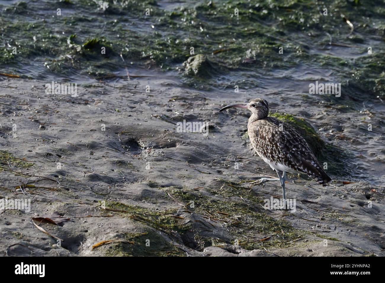 Photo of the Whimbrel, Numenius phaeopus Stock Photo - Alamy