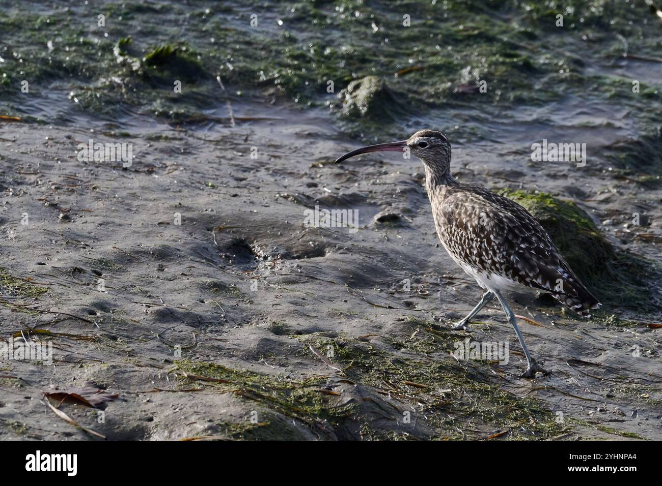 Photo of the Whimbrel, Numenius phaeopus Stock Photo - Alamy