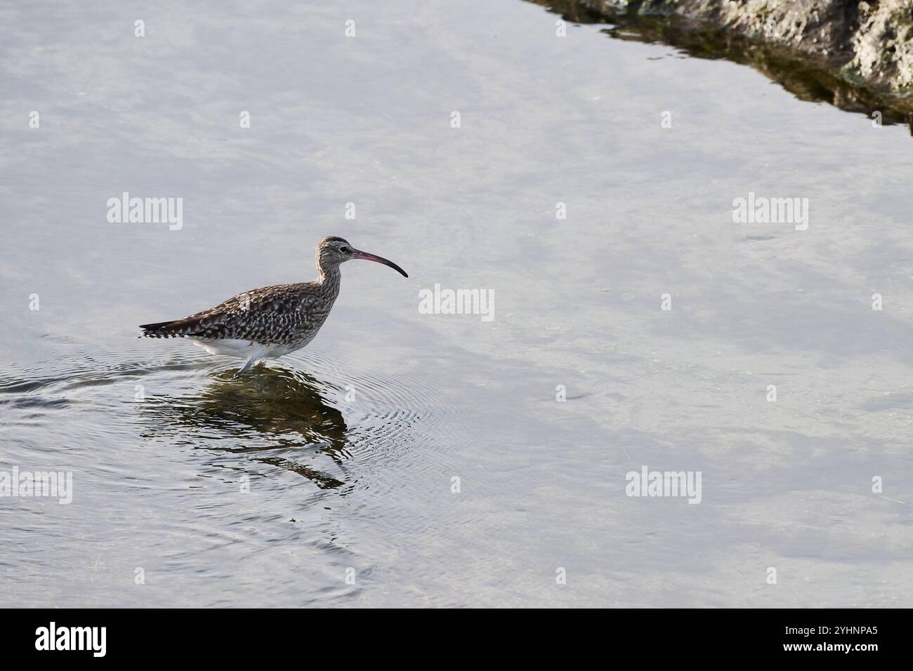 Photo of the Whimbrel, Numenius phaeopus Stock Photo - Alamy
