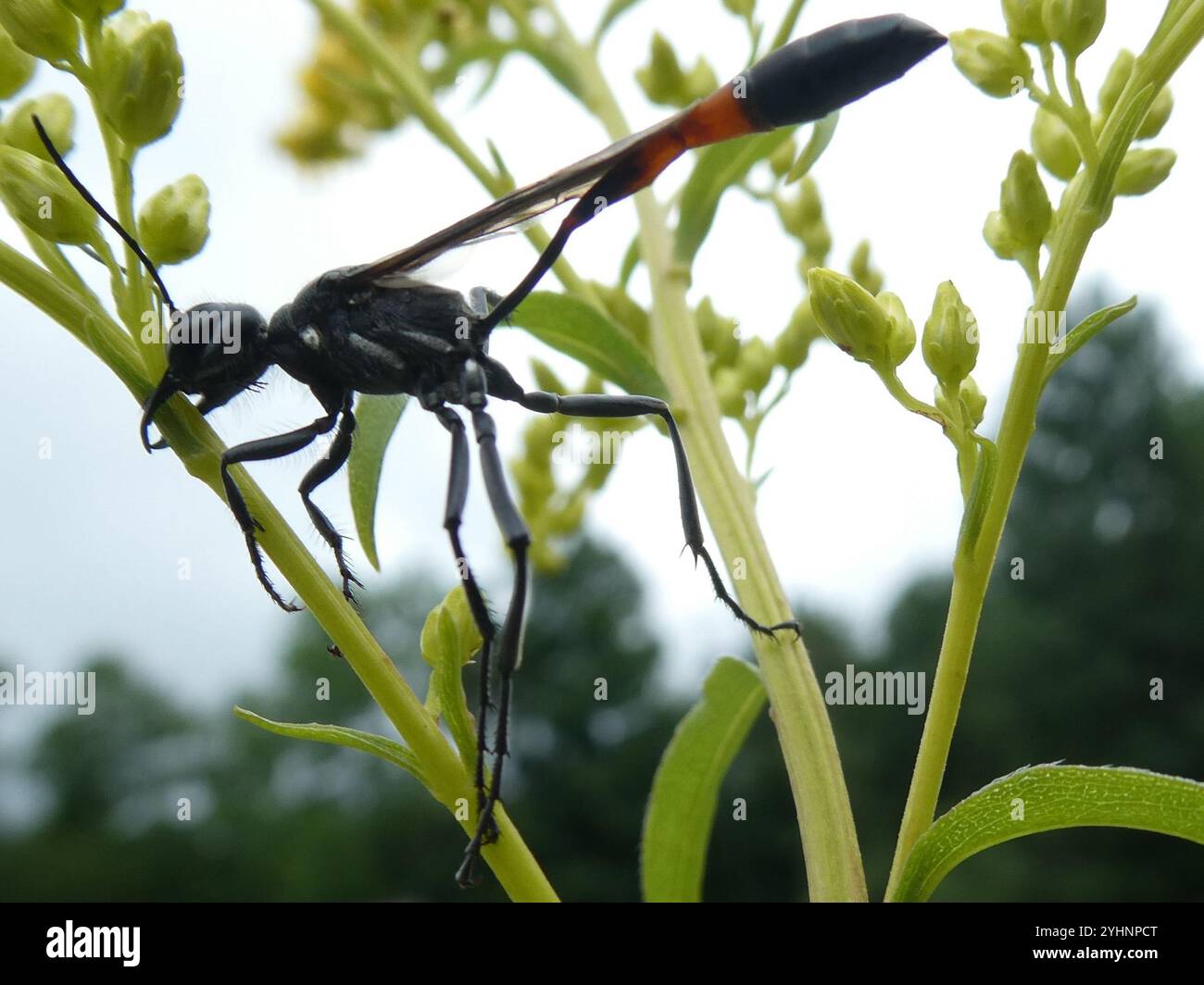 Common thread waisted wasp hi-res stock photography and images - Alamy