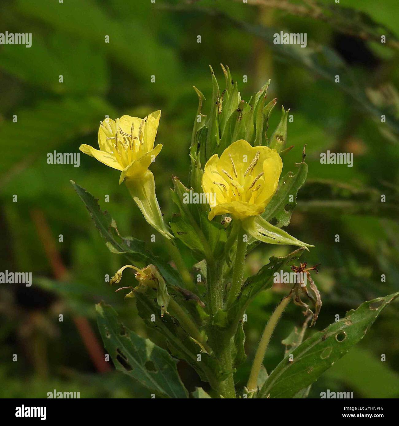 common evening-primrose (Oenothera biennis Stock Photo - Alamy