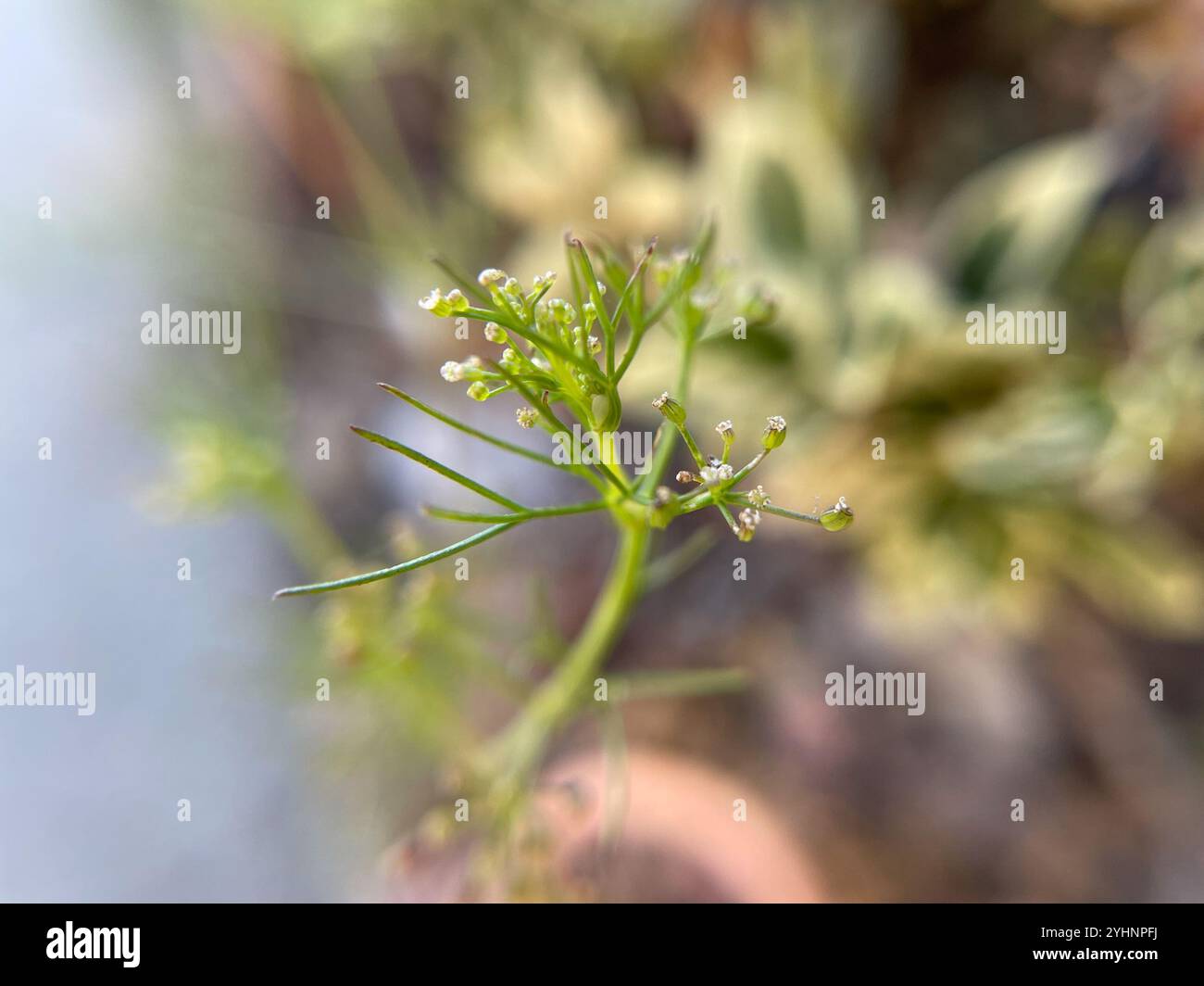 Marsh parsley (Cyclospermum leptophyllum Stock Photo - Alamy