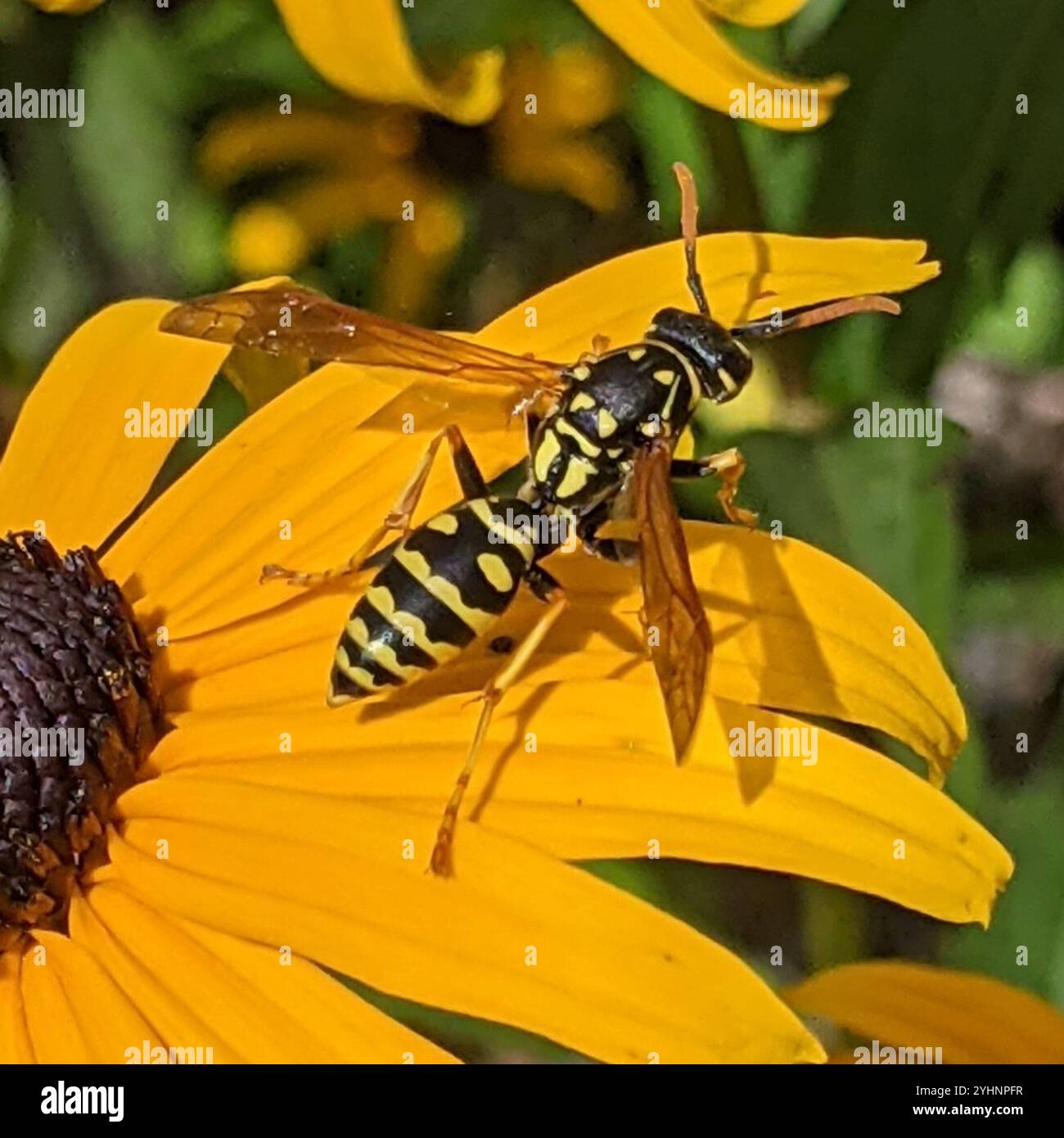 European Paper Wasp (Polistes dominula Stock Photo - Alamy
