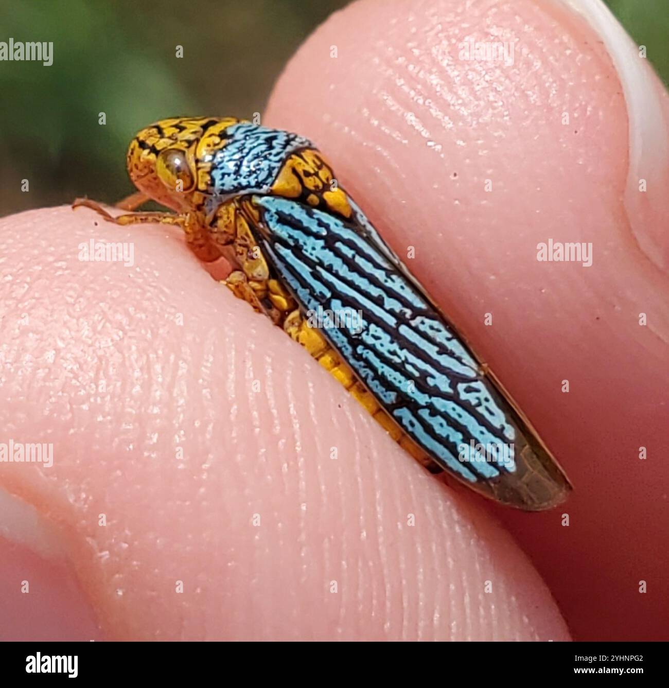 Black-winged Sharpshooter (Oncometopia nigricans Stock Photo - Alamy
