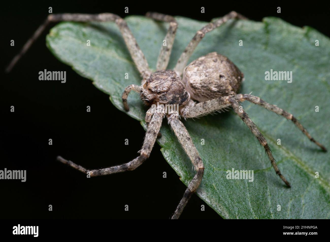 Running Crab Spiders (Philodromus Stock Photo - Alamy