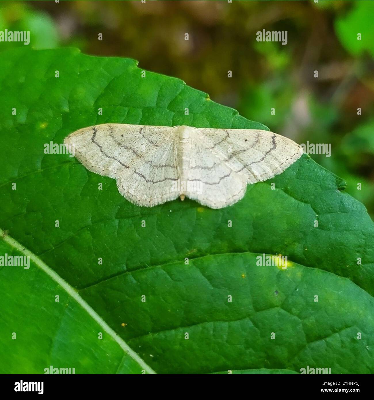 Riband Wave (Idaea aversata Stock Photo - Alamy