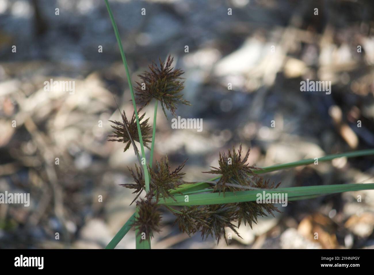 Fragrant flatsedge (Cyperus odoratus Stock Photo - Alamy