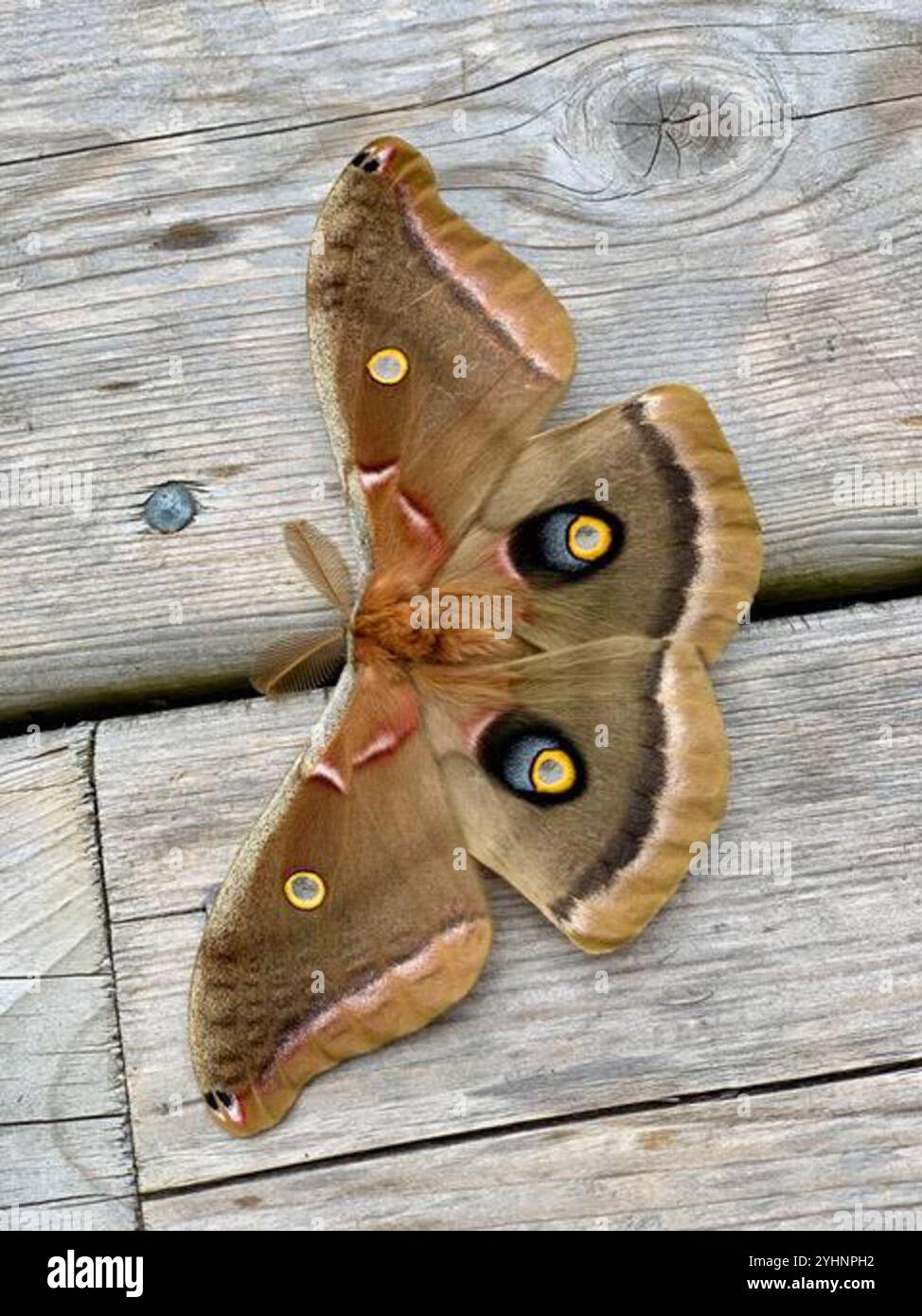 Polyphemus Moth (Antheraea polyphemus Stock Photo - Alamy