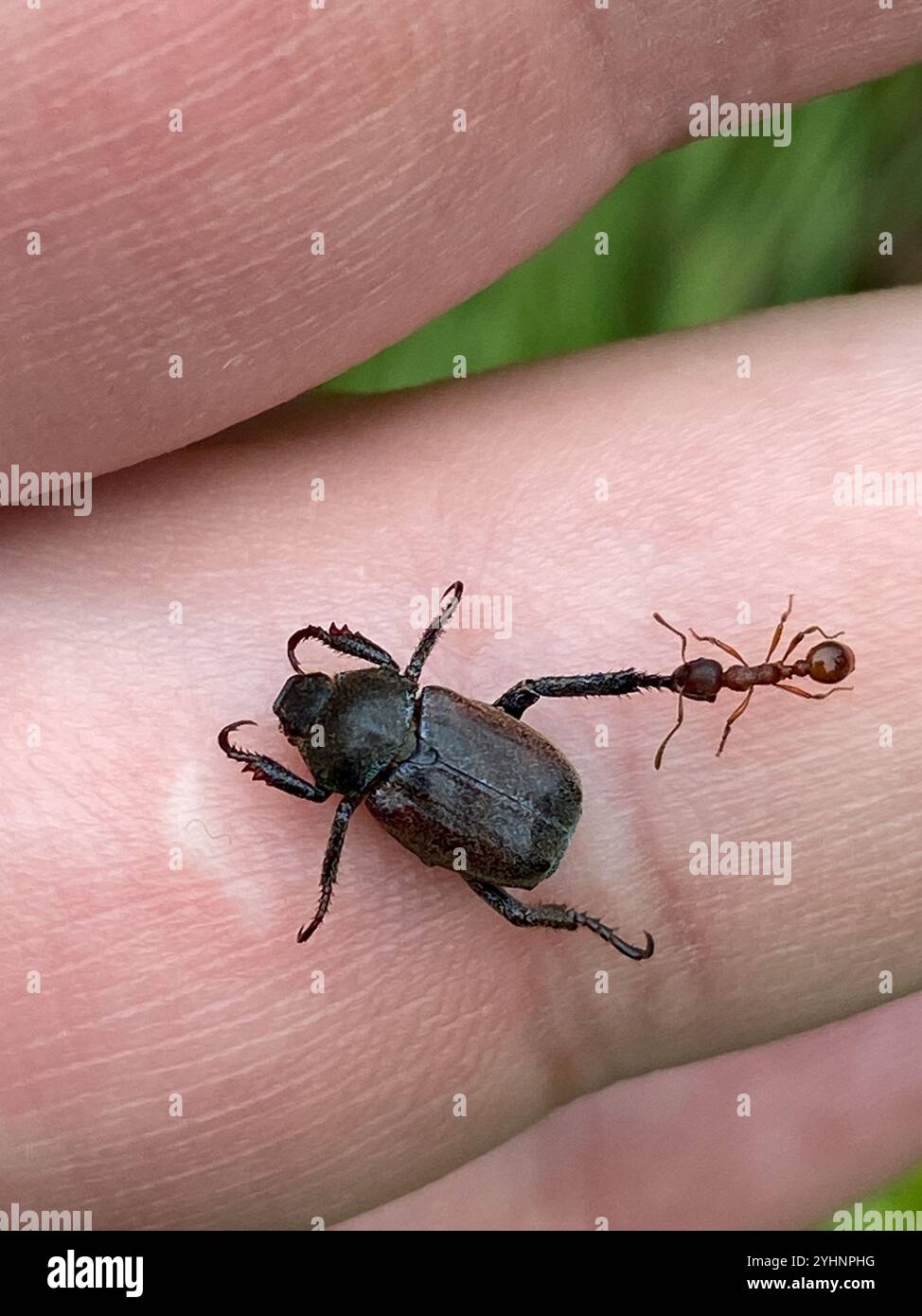 Hoplia philanthus hi-res stock photography and images - Alamy