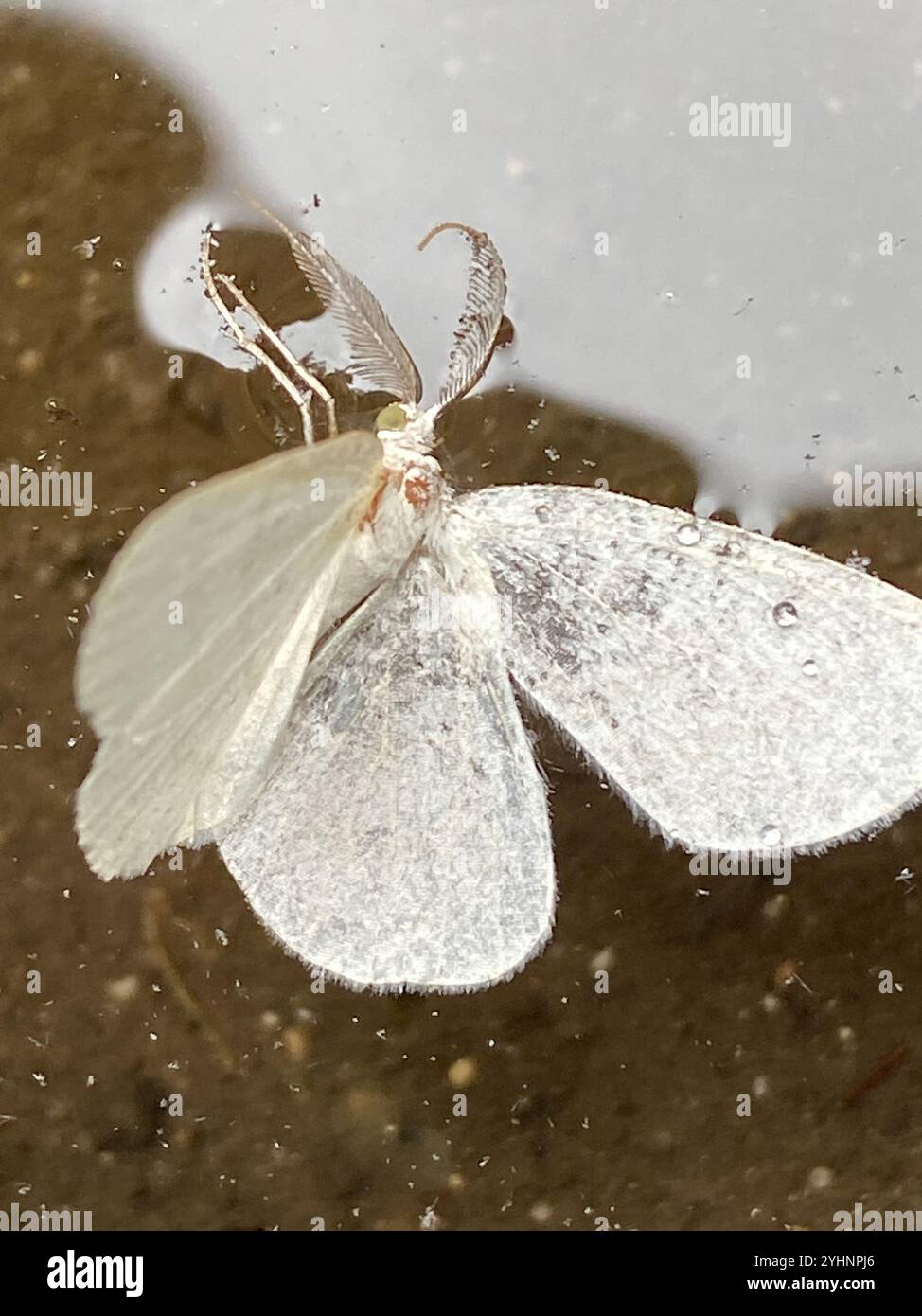 Common White Wave (Cabera pusaria Stock Photo - Alamy