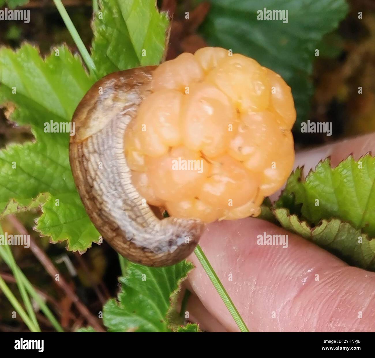 Northern Dusky Slug (Arion fuscus Stock Photo - Alamy