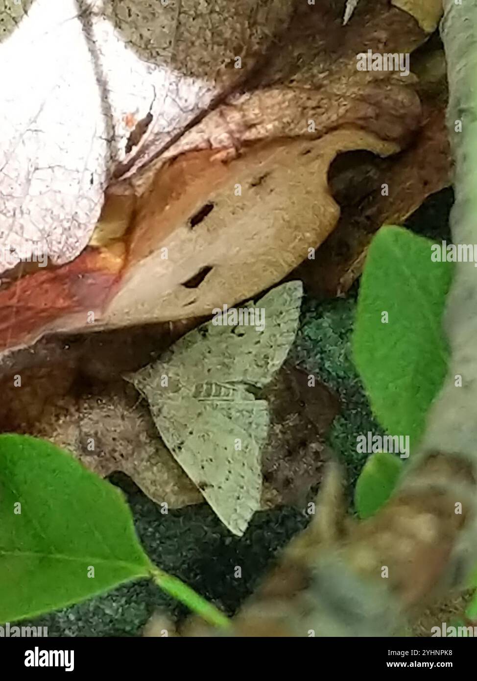 Lettered Fan-foot (Zanclognatha lituralis Stock Photo - Alamy