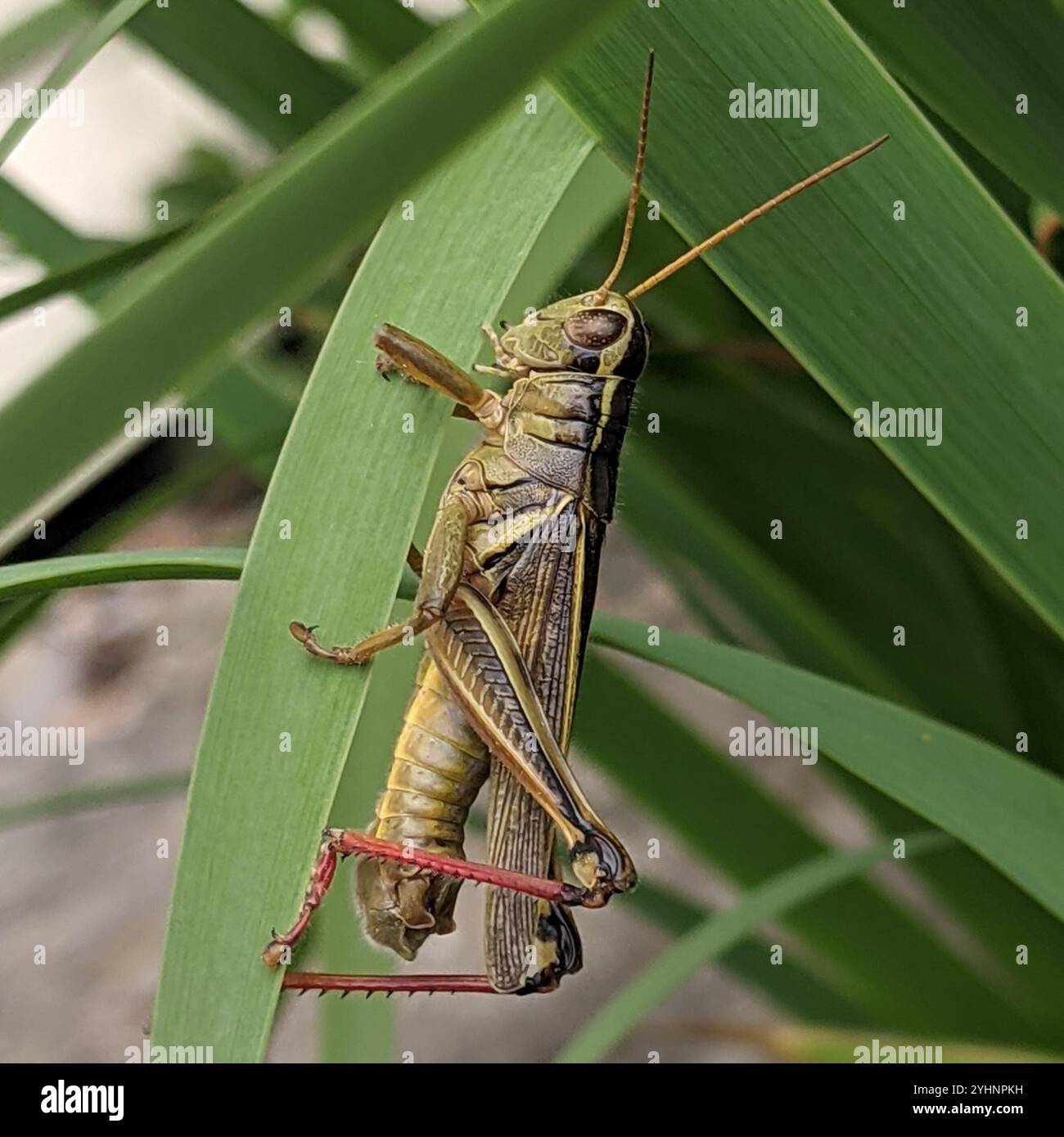 Two-striped Grasshopper (Melanoplus bivittatus Stock Photo - Alamy