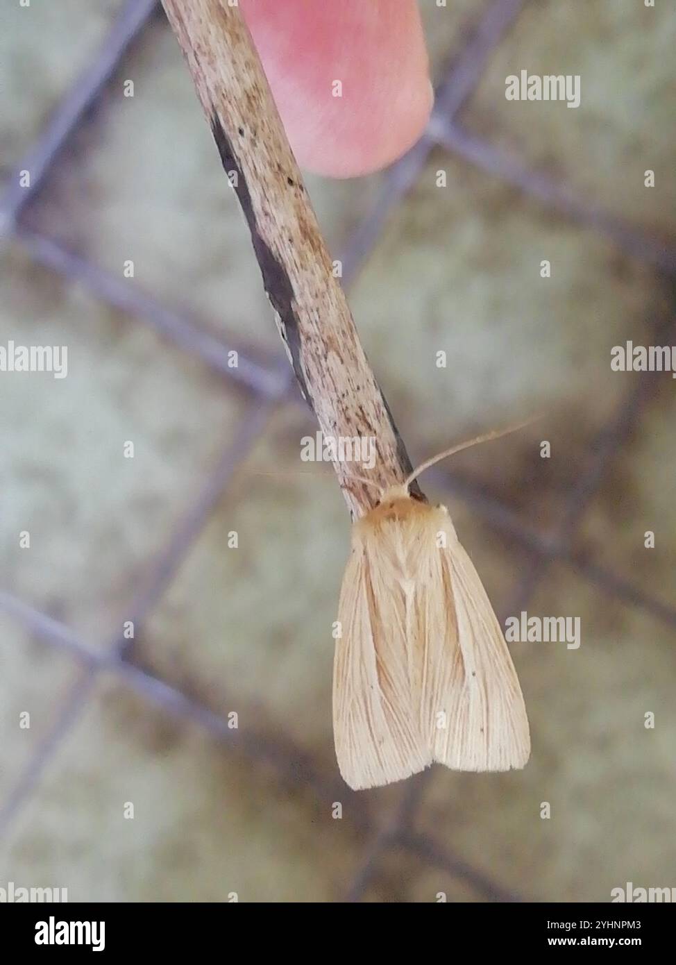 Common Wainscot (Mythimna pallens Stock Photo - Alamy