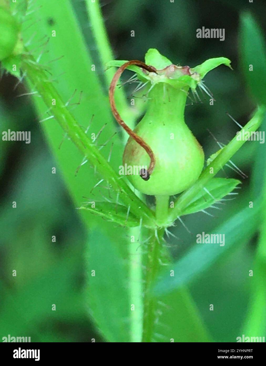 Maryland meadowbeauty (Rhexia mariana Stock Photo - Alamy