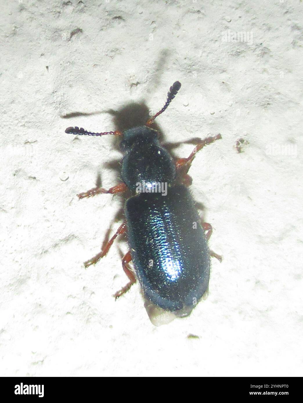 Necrobia rufipes hi-res stock photography and images - Alamy