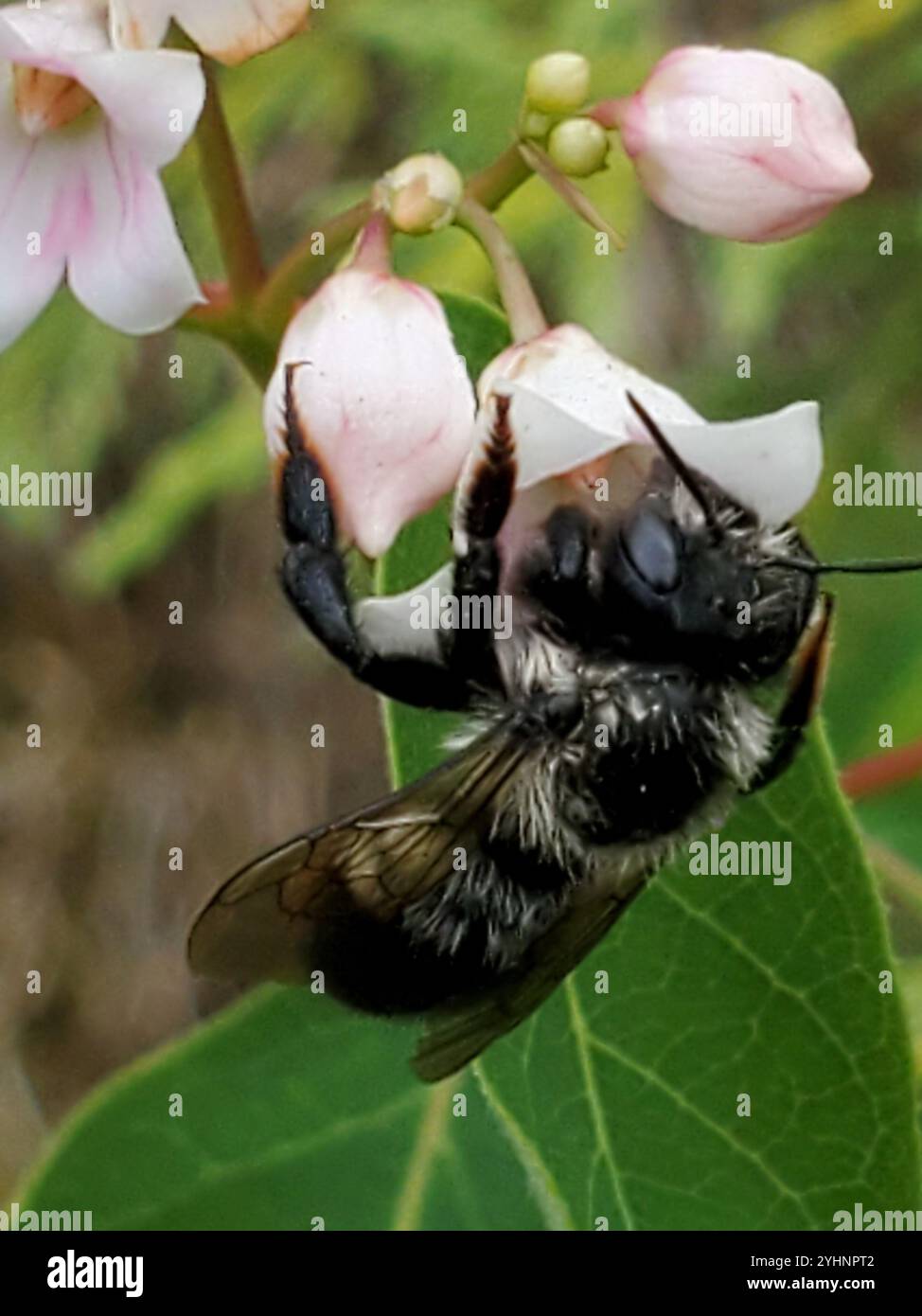 Black-and-gray Leafcutter Bee (Megachile melanophaea Stock Photo - Alamy