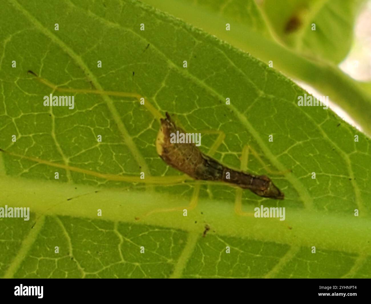 Winged and Once-winged Insects (Pterygota Stock Photo - Alamy