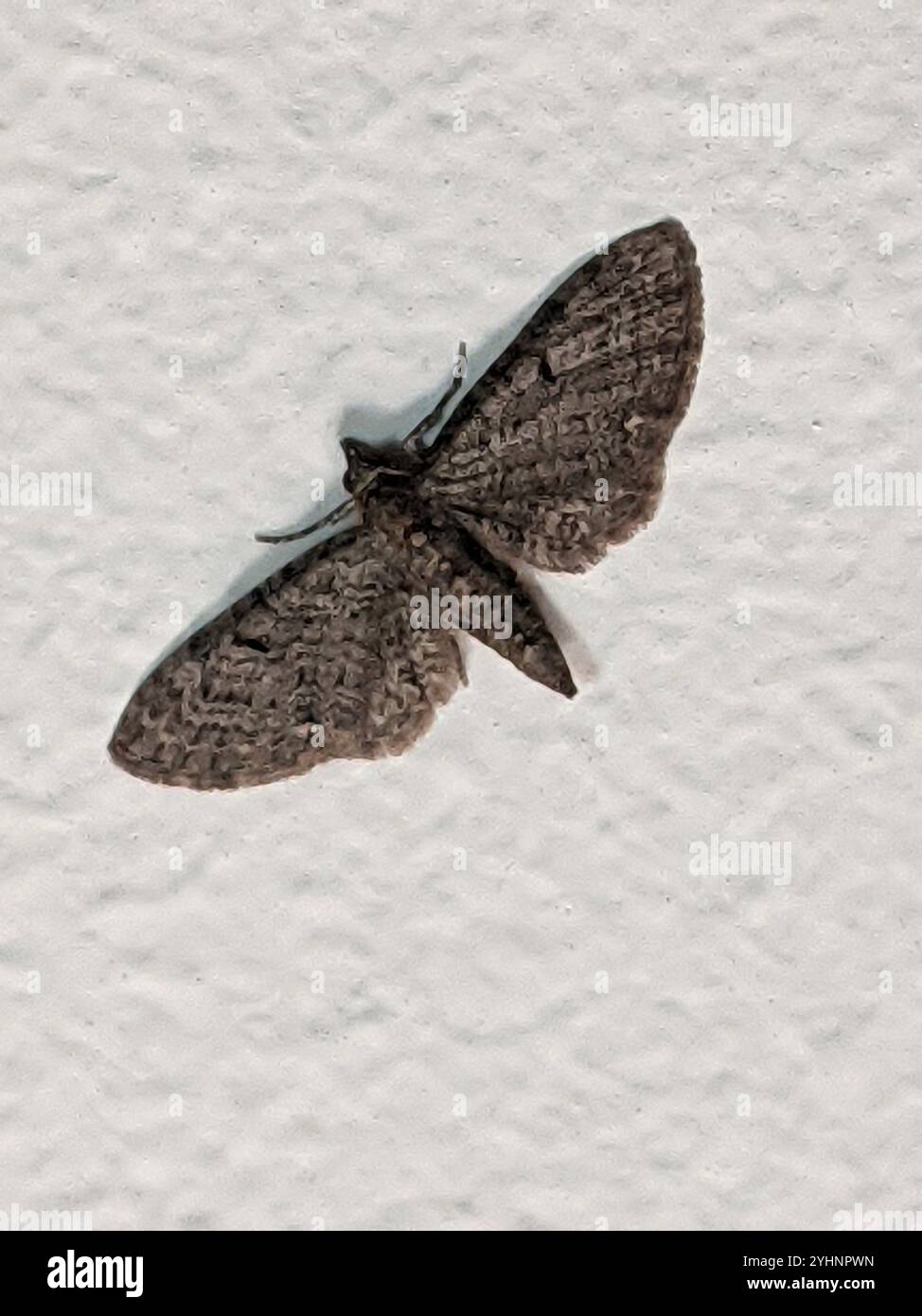 Common Eupithecia Moth (Eupithecia miserulata Stock Photo - Alamy