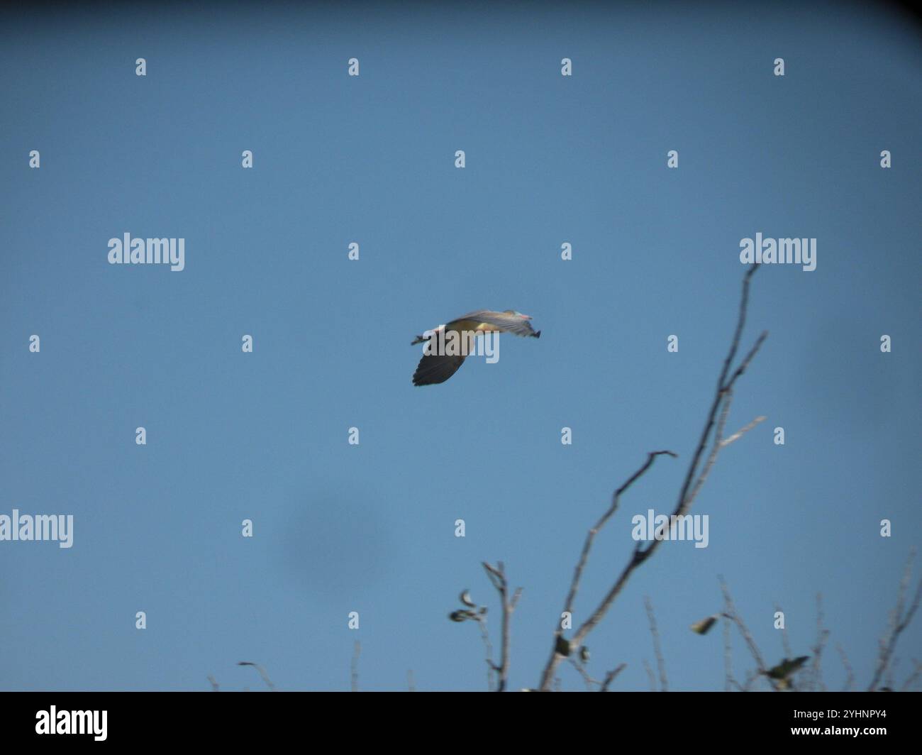 Whistling Heron (Syrigma sibilatrix Stock Photo - Alamy