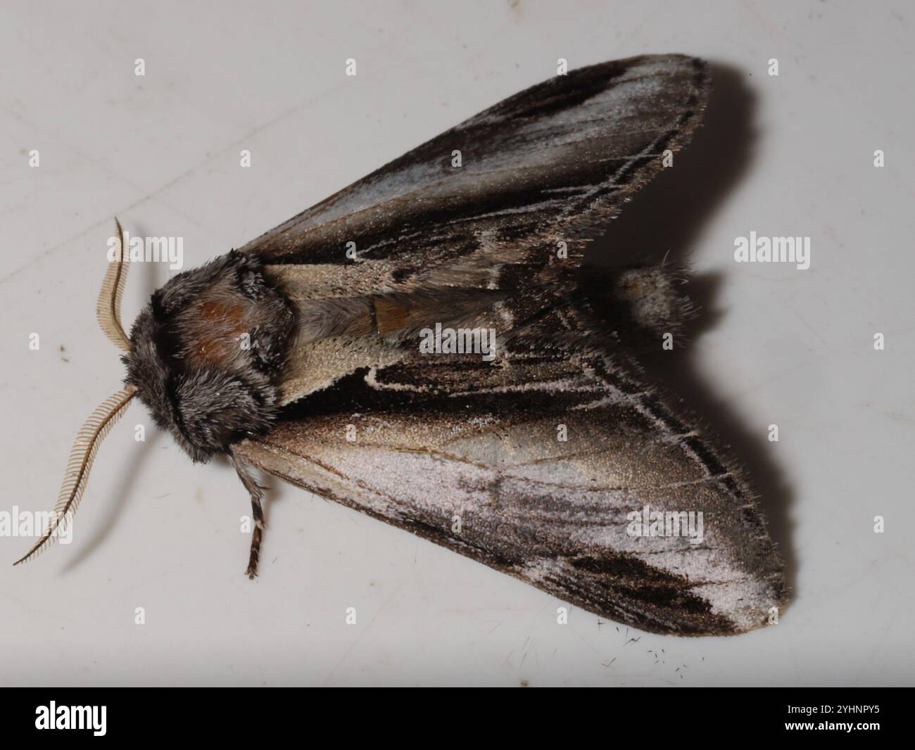 Black-rimmed Prominent (Pheosia rimosa Stock Photo - Alamy