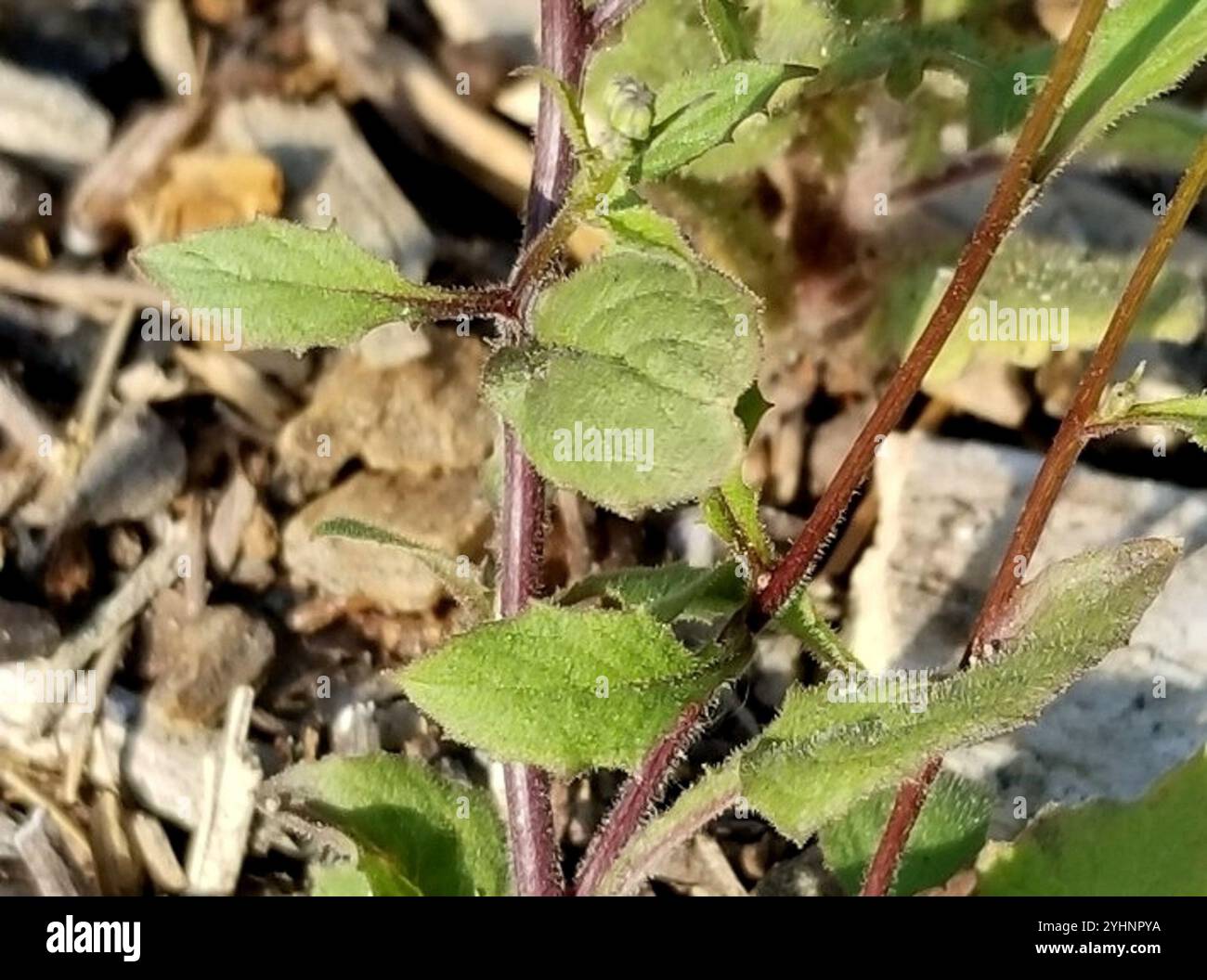 nipplewort (Lapsana communis Stock Photo - Alamy