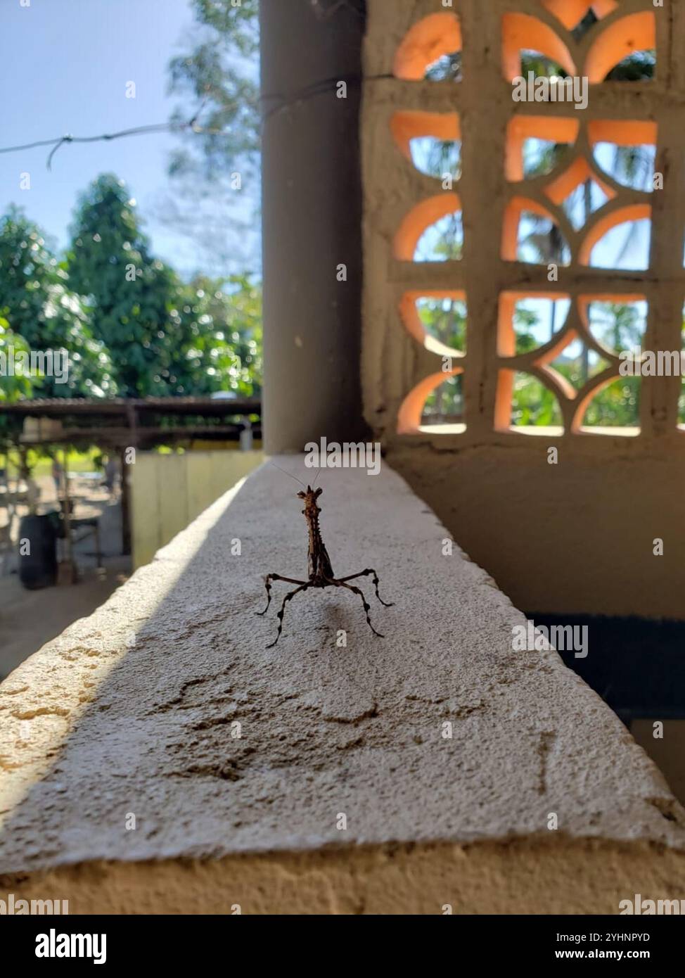 Vates hi-res stock photography and images - Alamy