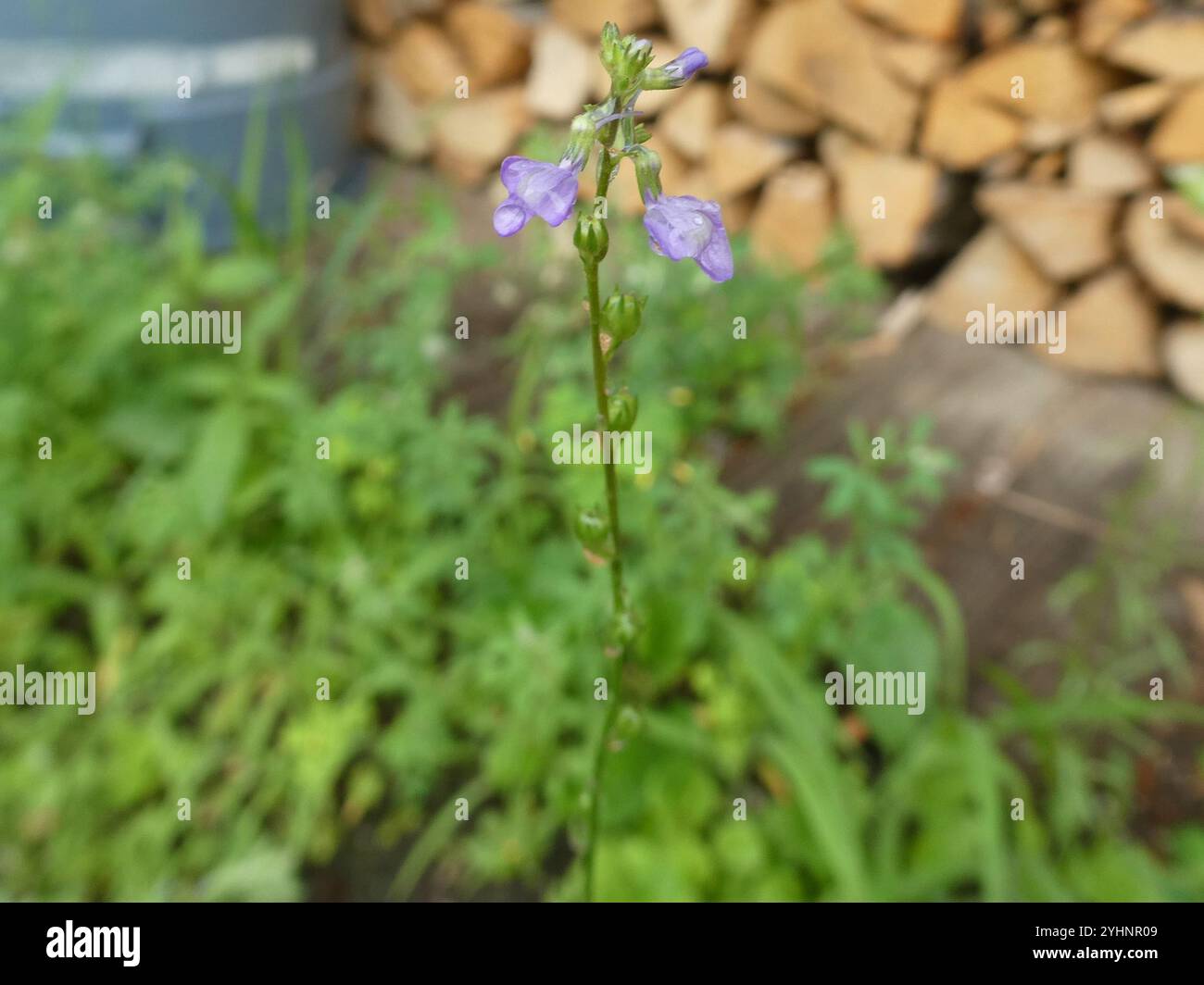 blue toadflax (Nuttallanthus canadensis Stock Photo - Alamy