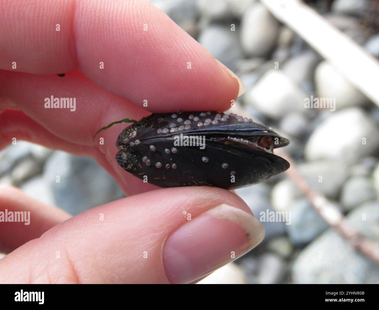 Blue Mussel Complex (Mytilus edulis Stock Photo - Alamy
