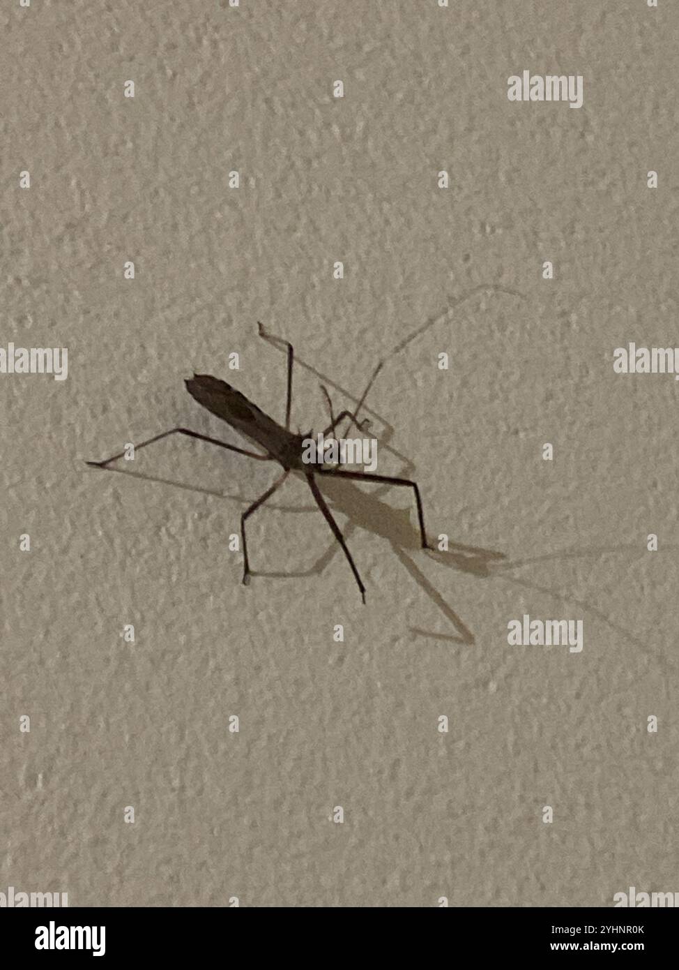 Heza hi-res stock photography and images - Alamy