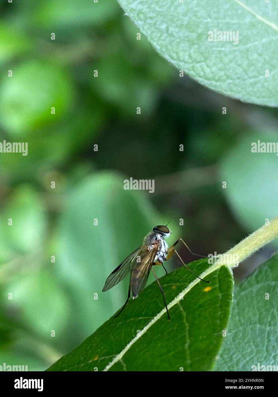 Small Fleck-winged Snipefly (Rhagio lineola Stock Photo - Alamy