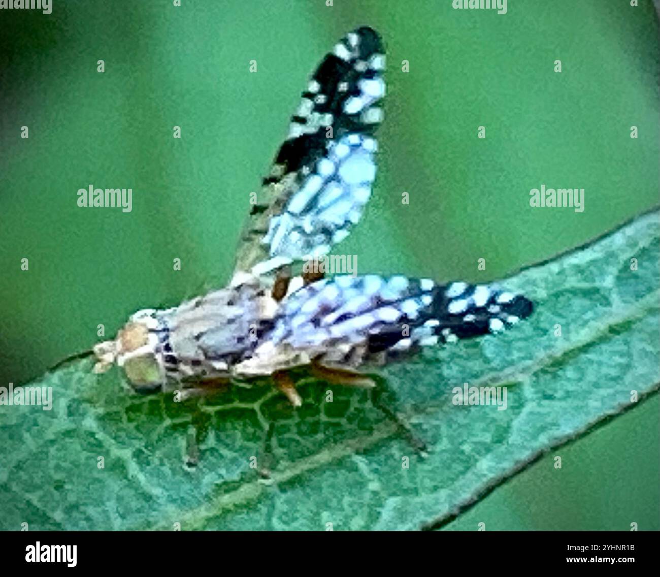 Sunflower Seed Maggot (Neotephritis finalis Stock Photo - Alamy