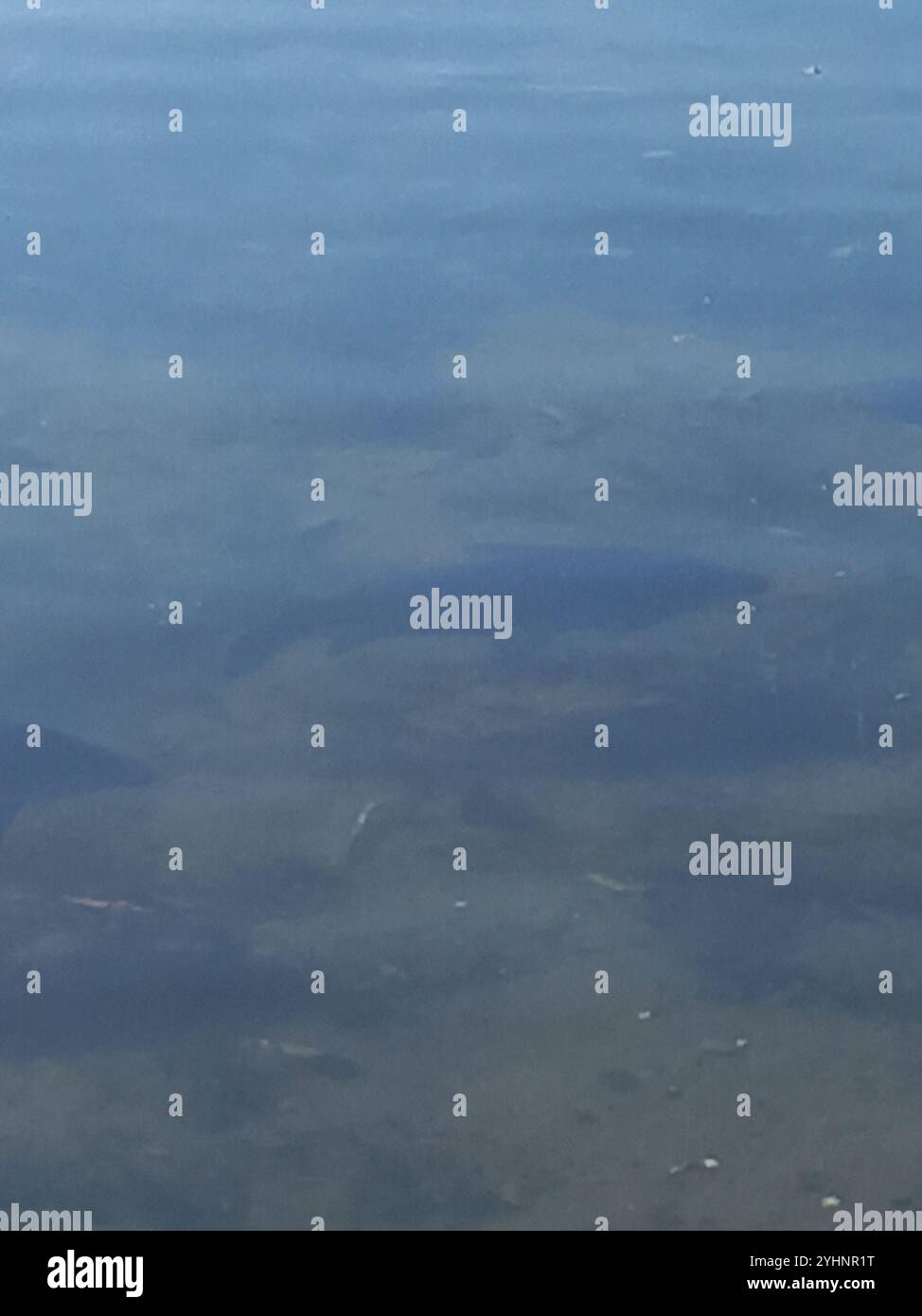 Streaked Prochilod (Prochilodus lineatus Stock Photo - Alamy