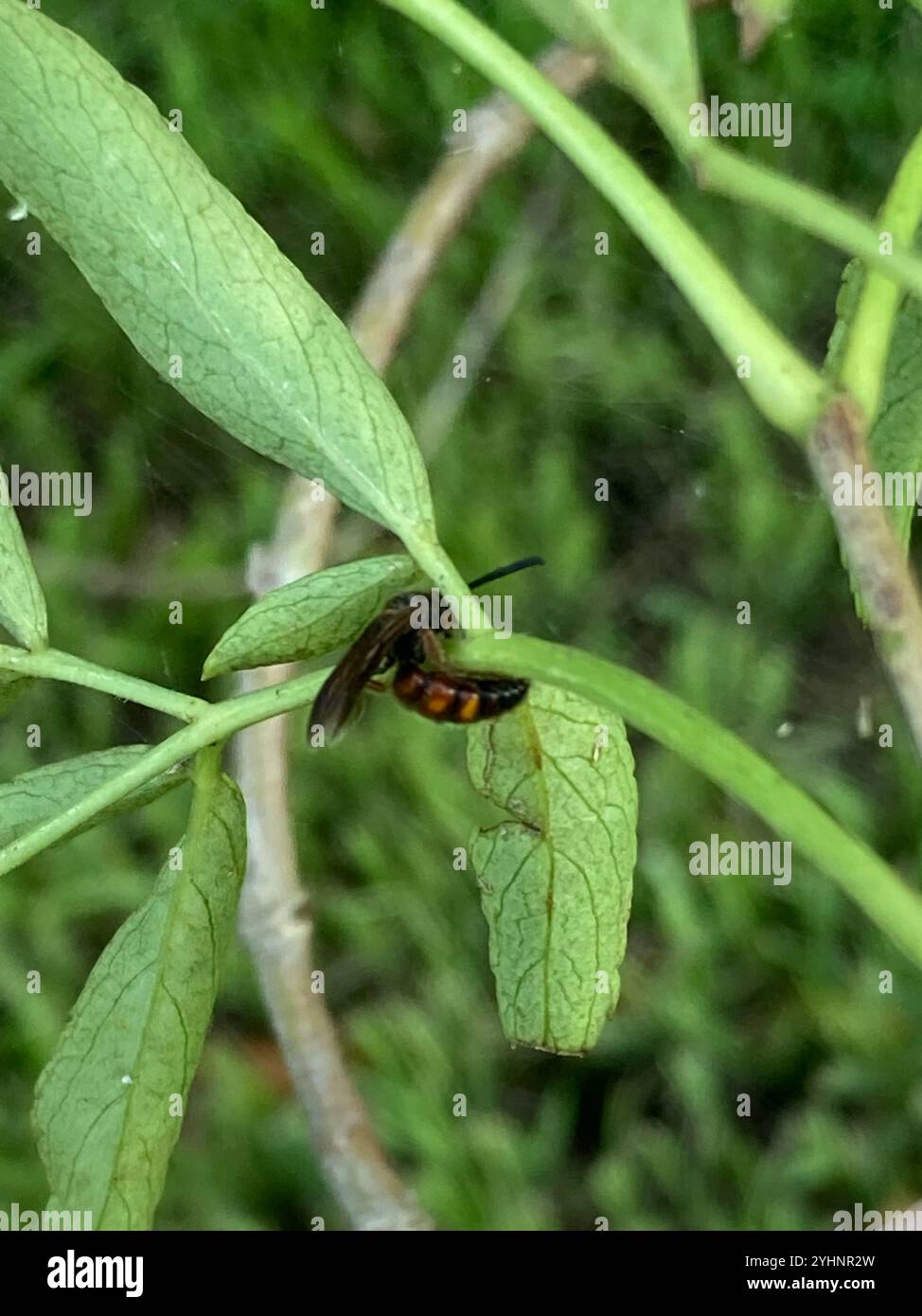 Noble Scoliid Wasp (Scolia nobilitata Stock Photo - Alamy
