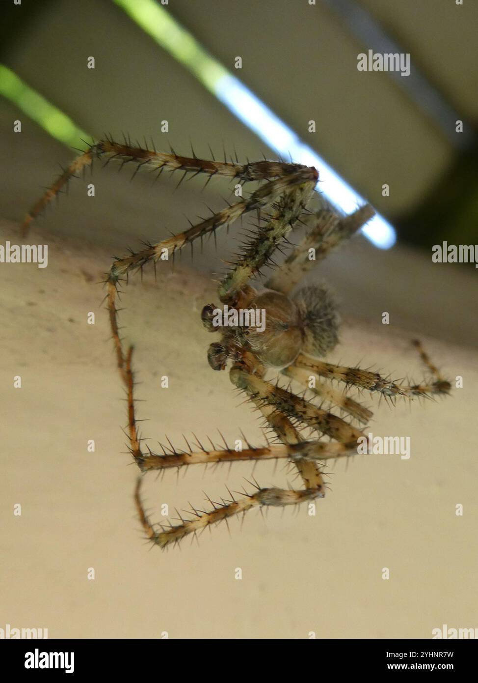 Barn Orbweaver (Araneus cavaticus Stock Photo - Alamy