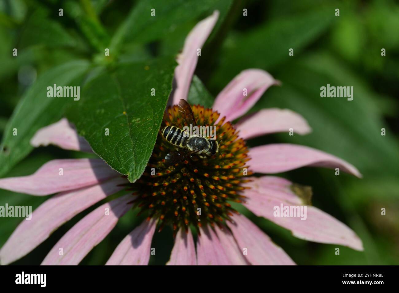 Pugnacious Leafcutter Bee (Megachile pugnata Stock Photo - Alamy