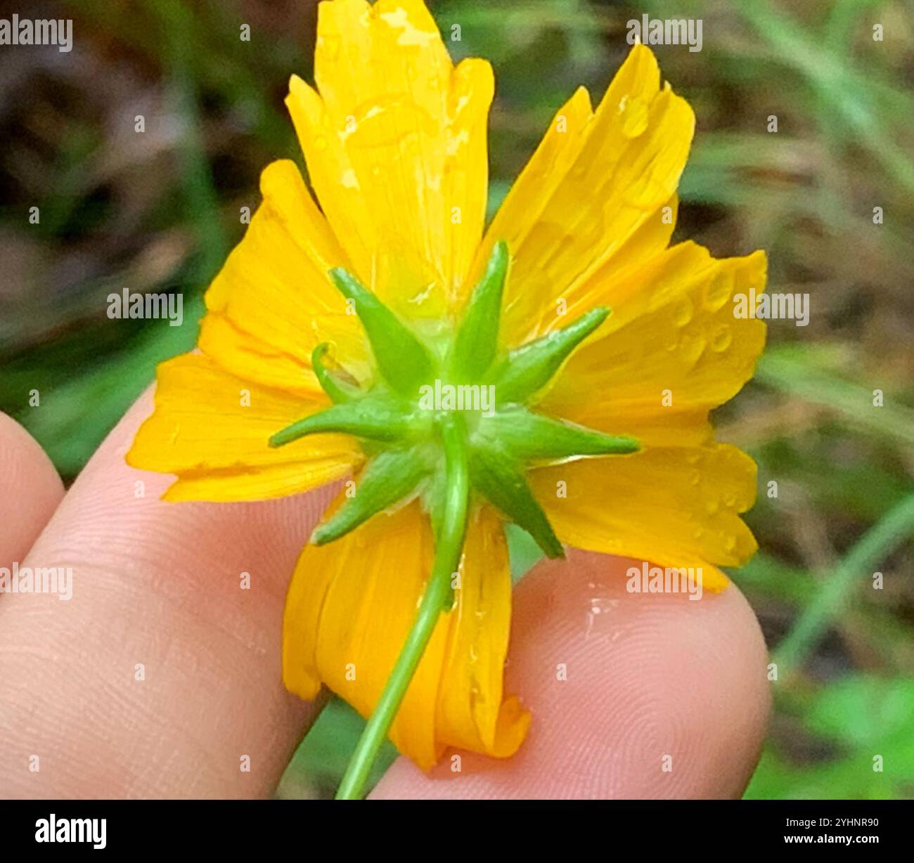 Lance-leaved Coreopsis (Coreopsis lanceolata Stock Photo - Alamy