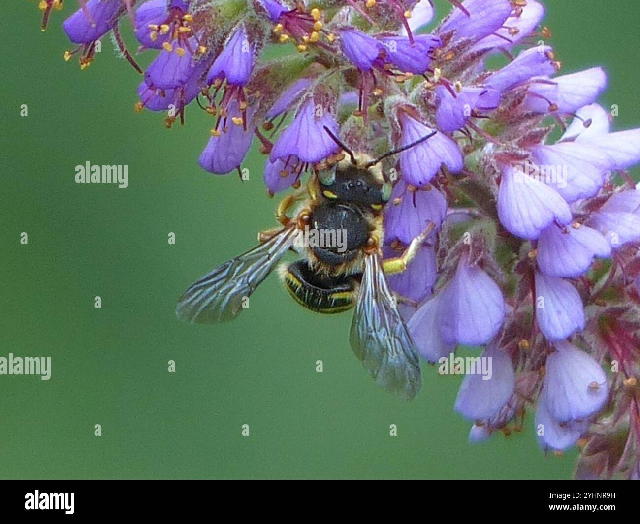 Anthidium oblongatum hi-res stock photography and images - Alamy