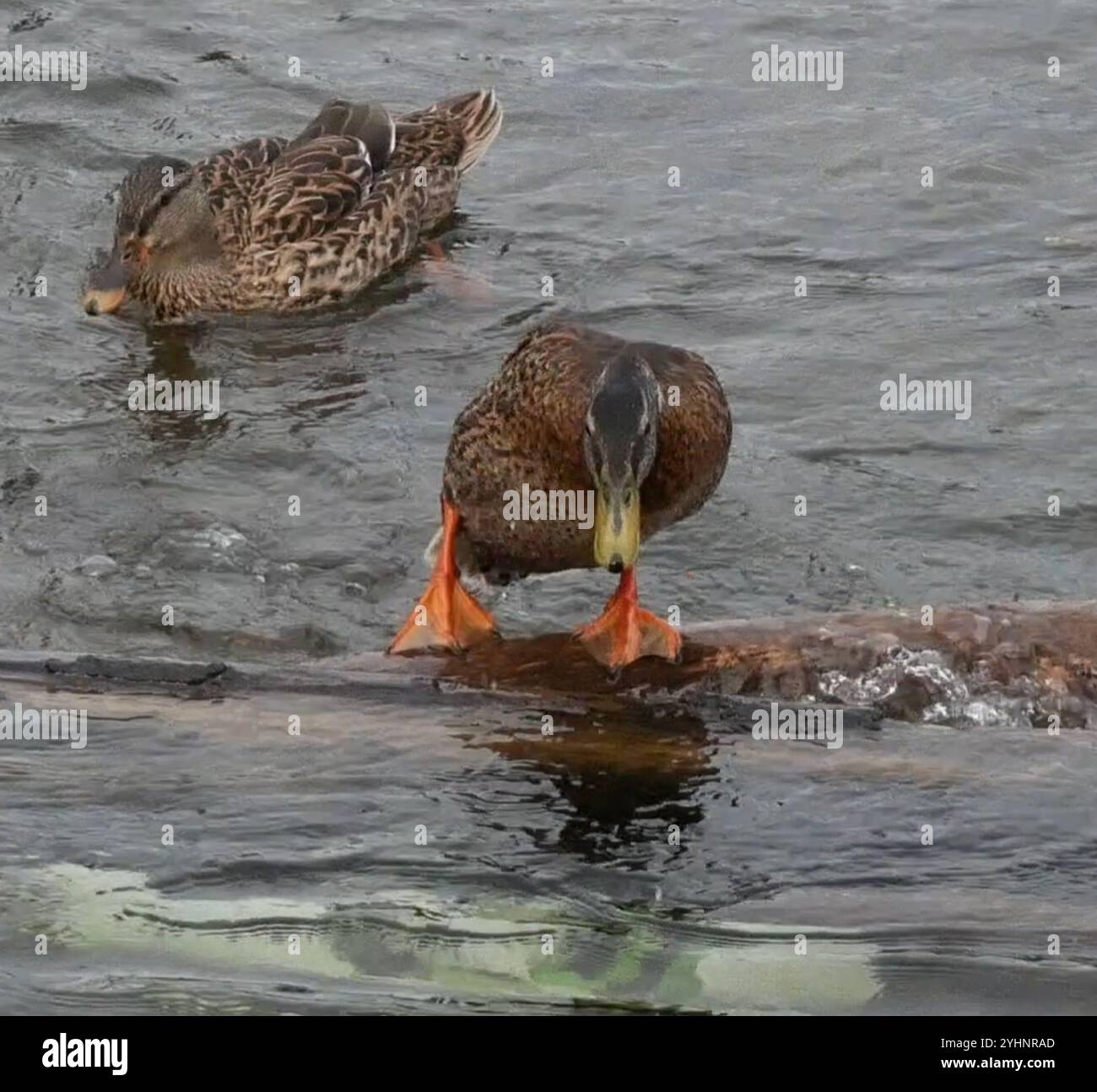 Domestic Mallard (Anas platyrhynchos domesticus Stock Photo - Alamy