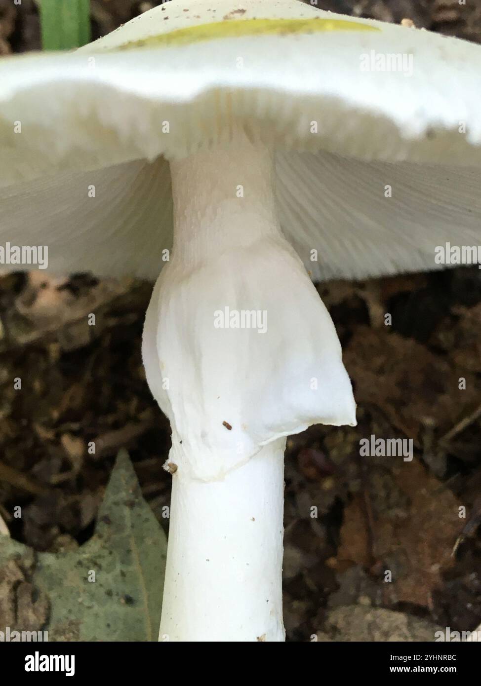 Eastern North American Destroying Angel (Amanita bisporigera Stock ...
