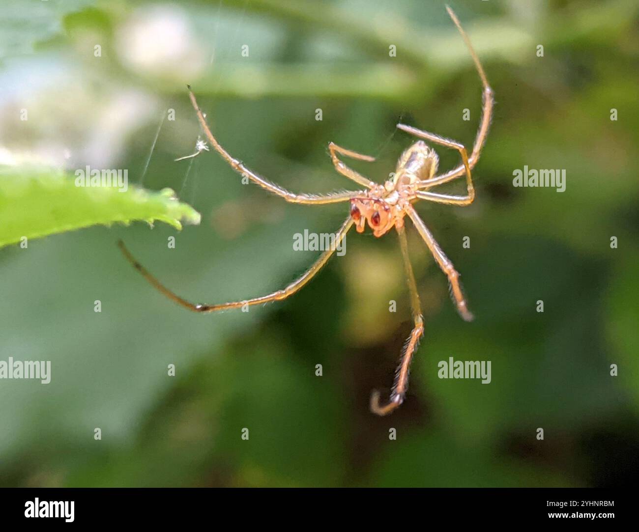 Candy-striped Spider complex (Enoplognatha ovata Stock Photo - Alamy