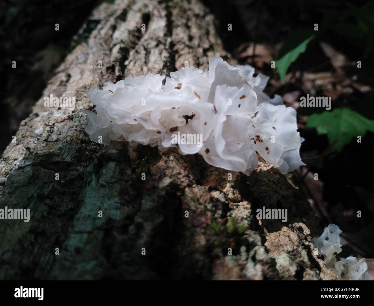 snow fungus (Tremella fuciformis Stock Photo - Alamy