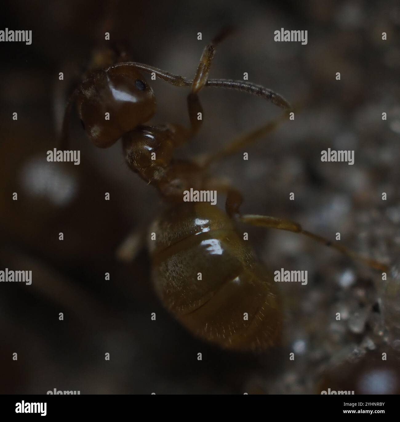 Shaded Fuzzy Ant (Lasius aphidicola Stock Photo - Alamy
