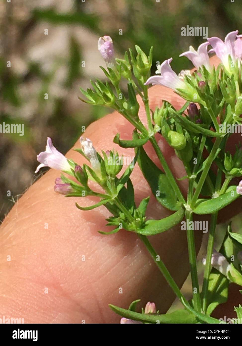 Long leaved houstonia hi-res stock photography and images - Alamy