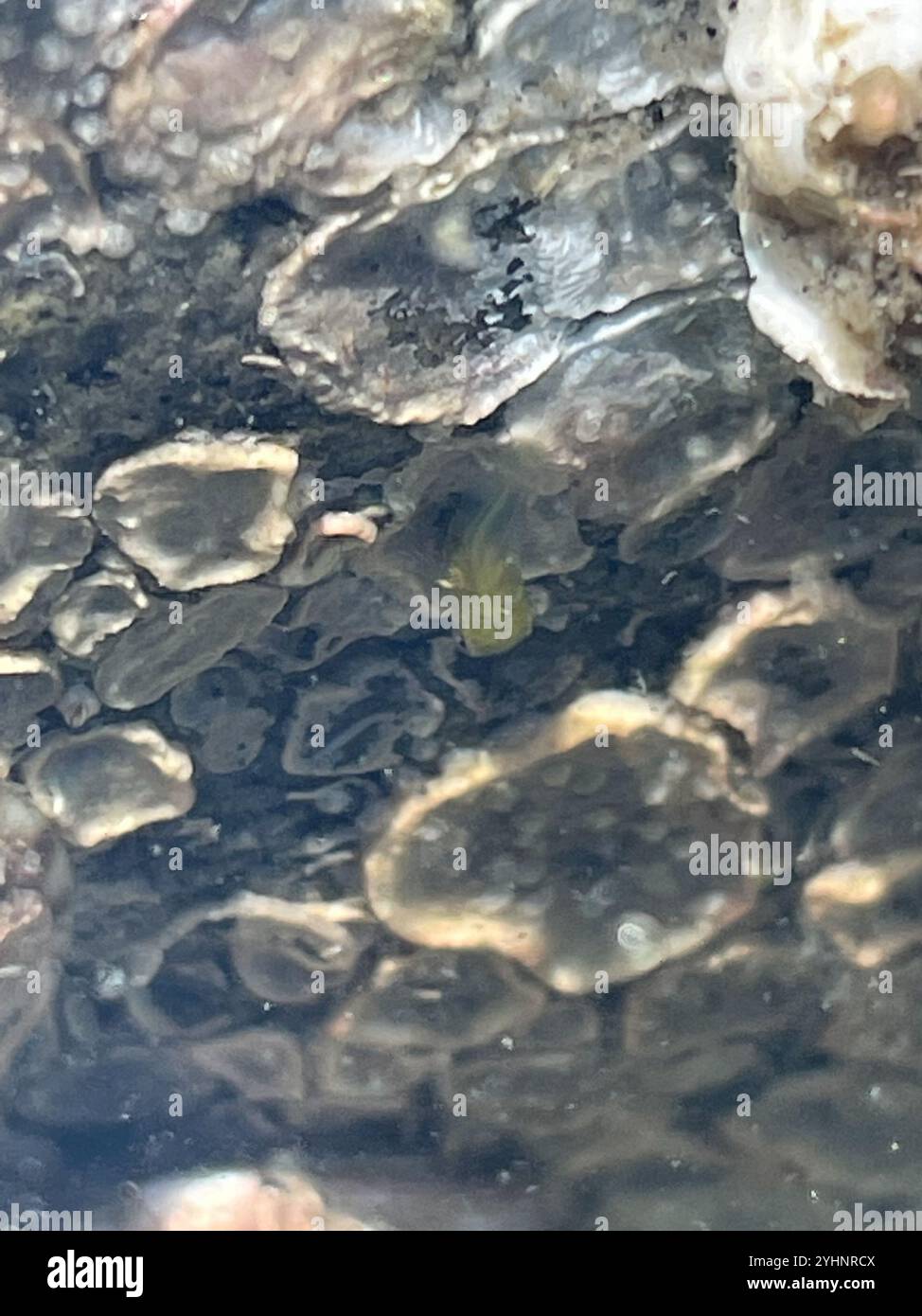 Ray-finned Fishes (Actinopterygii Stock Photo - Alamy